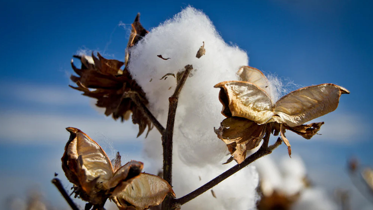 Cotton: The Versatile Wonder of the Fabric World – Bridgeforth Cotton